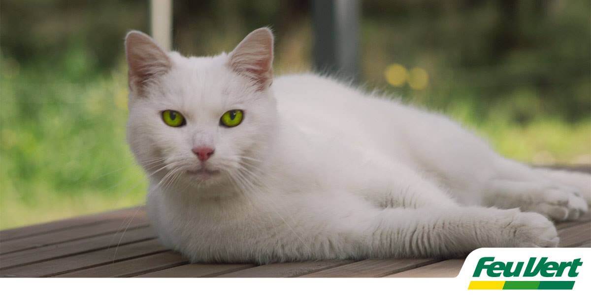 Code Promo Feu Vert ᐅ Toutes les offres | Février 2019